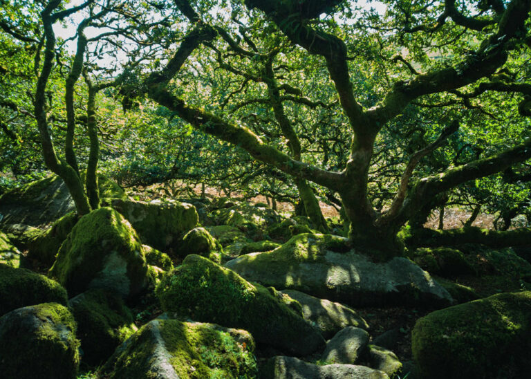 Britain’s Rainforests are Under Threat - The Kithkin